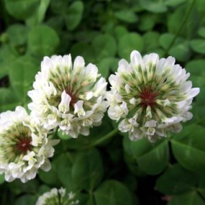 SEMENCE TREFLE BLANC NAIN - Hélinove