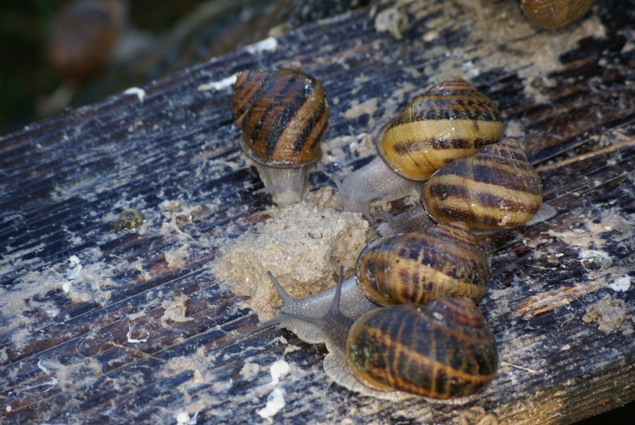 LA COQUILLE JOUE UN RÔLE PROTECTEUR DU CORPS DE L’ESCARGOT ! - Hélinove