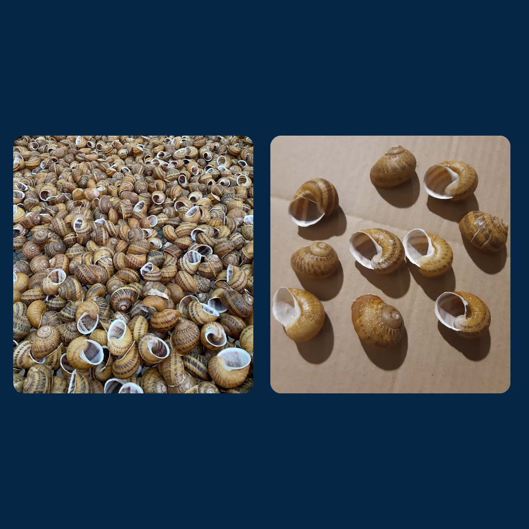 COMMENT LES ESCARGOTS FABRIQUENT-ILS LEUR COQUILLE ? - Hélinove
